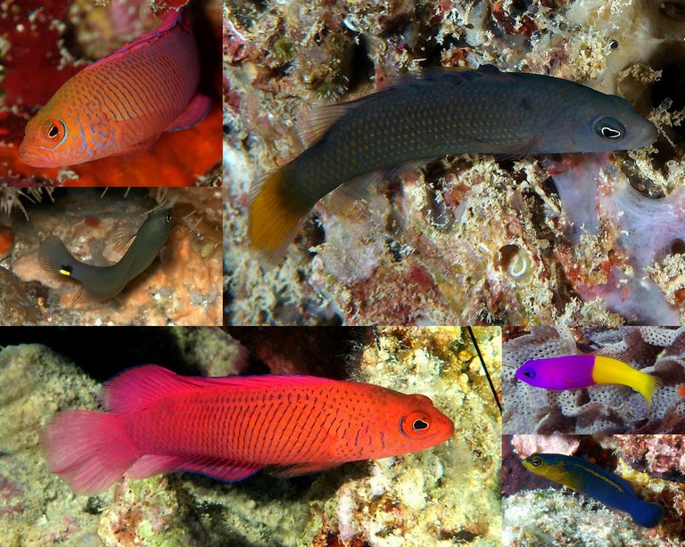 Poissons à nageoires rayonnées Nouvelle-Calédonie