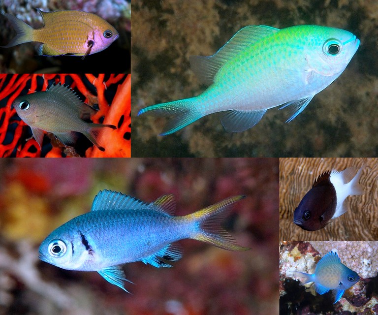 Poissons à nageoires rayonnées Nouvelle-Calédonie