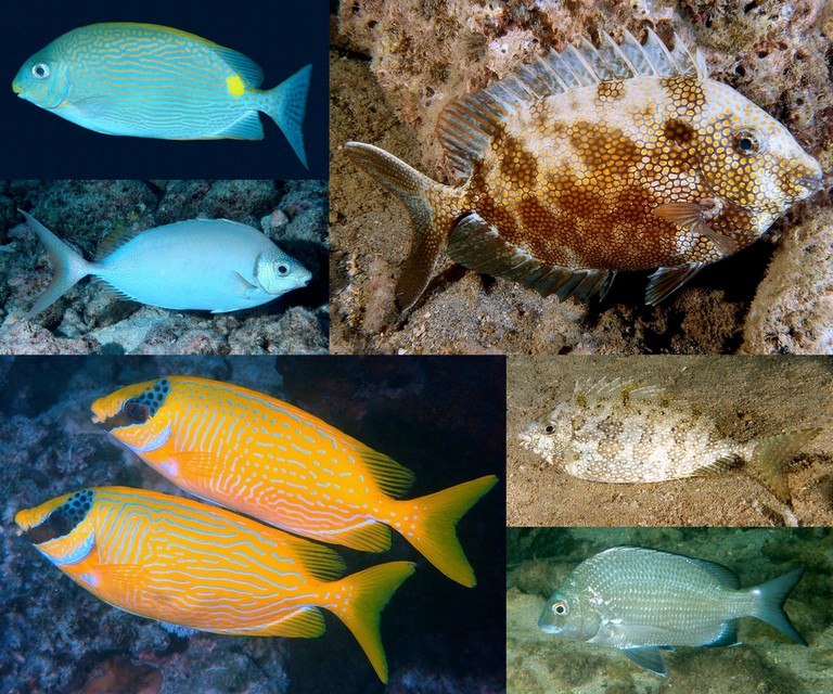 Poissons à nageoires rayonnées Nouvelle-Calédonie