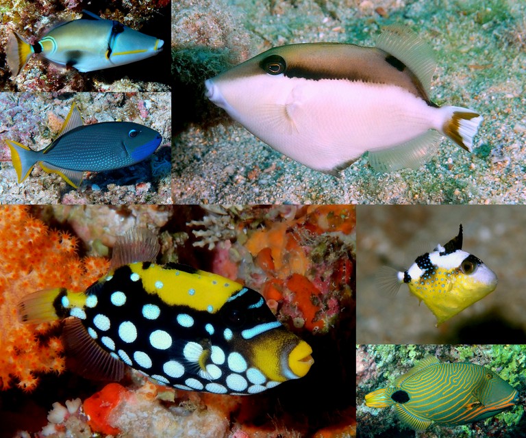 Poissons à nageoires rayonnées Nouvelle-Calédonie