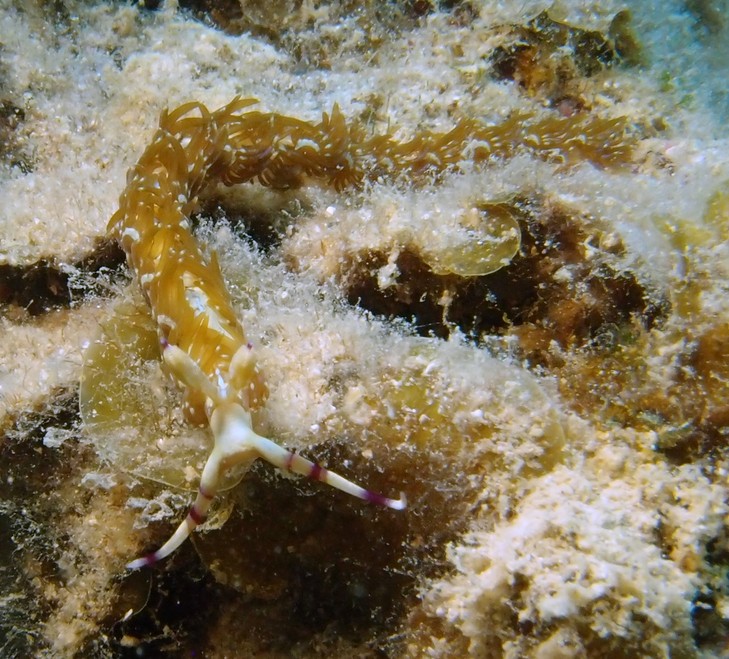 PTERAEOLIDIA IANTHINA - (ANGAS, 1864)