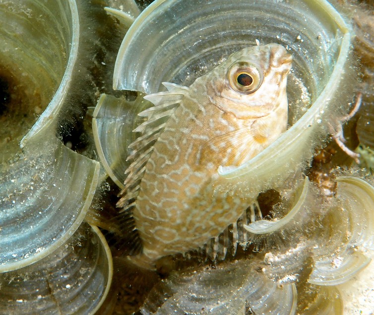 SIGANUS SPINUS - (LINNAEUS, 1758)