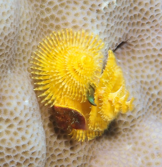 SPIROBRANCHUS GIGANTEUS - (PALLAS, 1766)