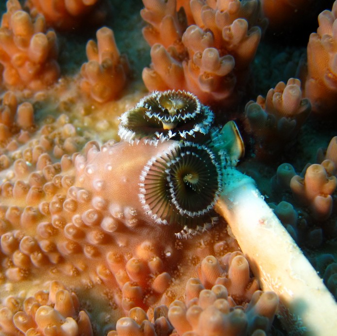 SPIROBRANCHUS GIGANTEUS - (PALLAS, 1766)