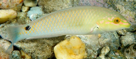 HALICHOERES TRIMACULATUS - (QUOY & GAIMARD, 1834)