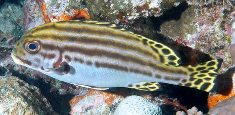 Poissons du lagon de Nouvelle-Calédonie