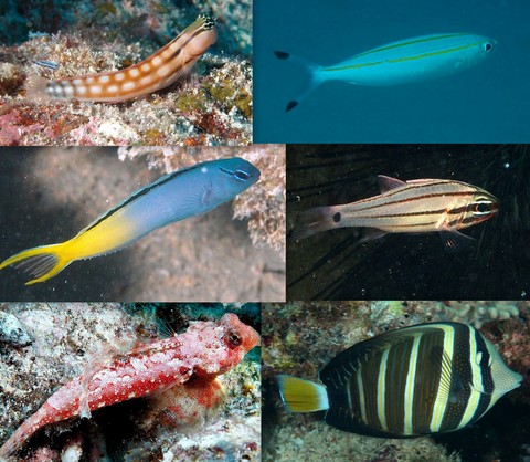 Poissons à nageoires rayonnées Nouvelle-Calédonie