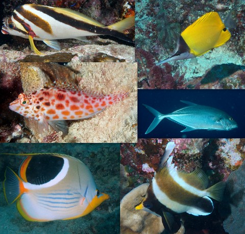 Poissons à nageoires rayonnées Nouvelle-Calédonie