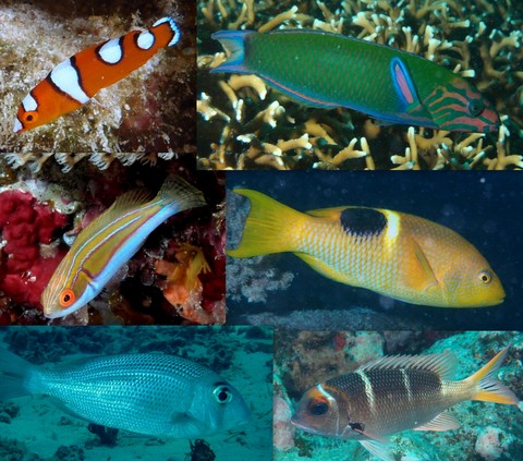 Poissons à nageoires rayonnées Nouvelle-Calédonie