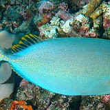 SIGANUS WOODLANDI - (RANDALL & KULBICKI, 2005)