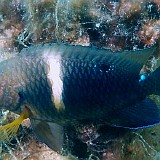 CHRYSIPTERA BIOCELLATA - (QUOY & GAIMARD, 1825)