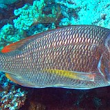 LETHRINUS ATKINSONI - (SEALE, 1910)