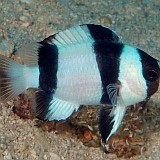 AMBLYPOMACENTRUS TRICINCTUS - (ALLEN & RANDALL, 1974)