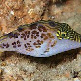 CANTHIGASTER LEOPARDA - (LUBBOCK & ALLEN, 1979)