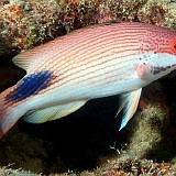 BODIANUS BILUNULATUS - (LACEPEDE, 1801)