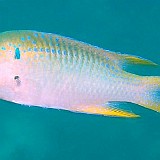 NEOPOMACENTRUS NEMURUS - (BLEEKER, 1857)