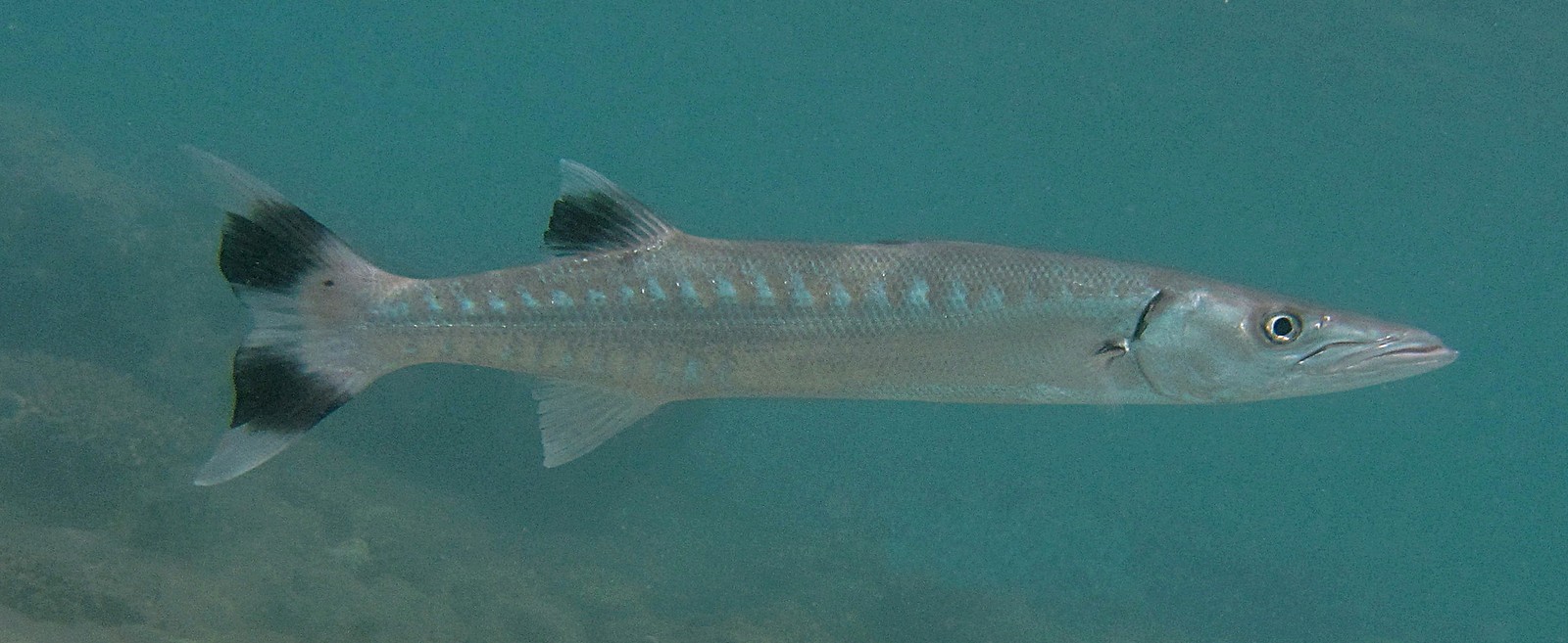 SPHYRAENA BARRACUDA - (EDWARDS, 1771)