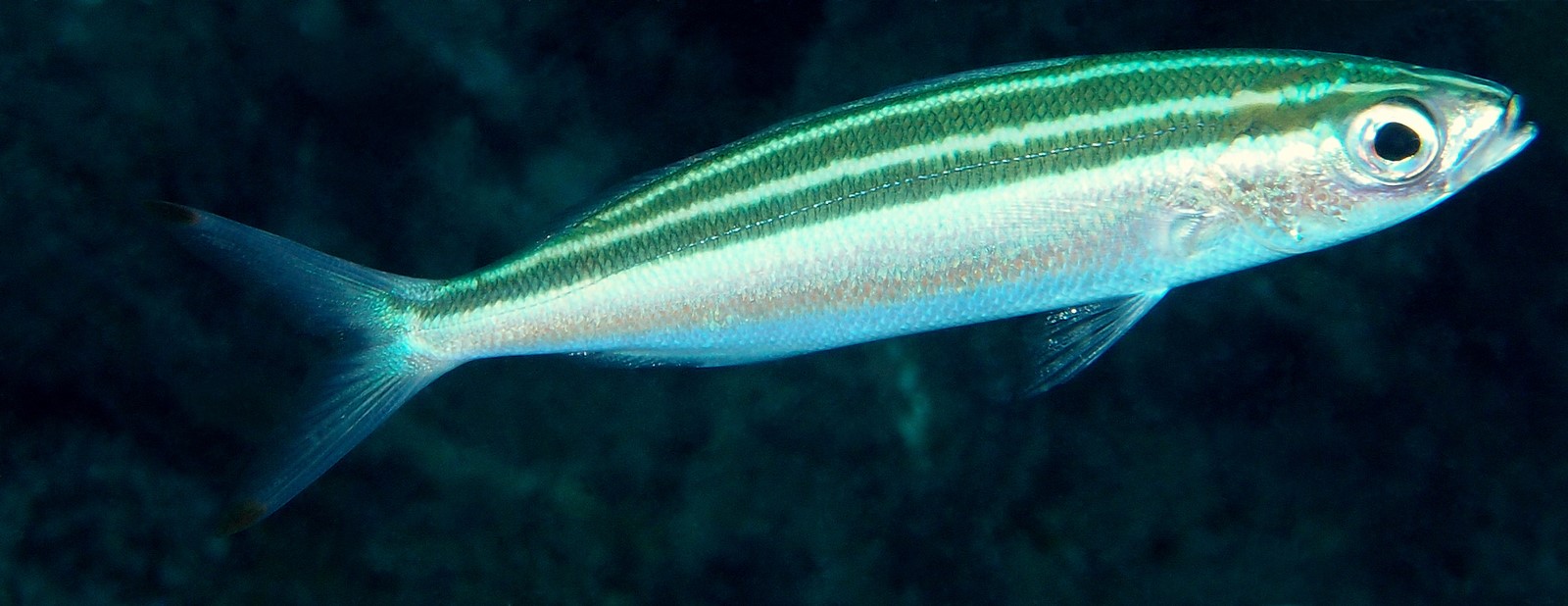 PTEROCAESIO TRILINEATA - (CARPENTER, 1987)