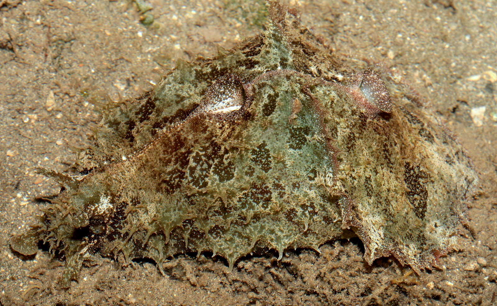 DOLABELLA AURICULARIA - (LIGHTFOOT, 1786)