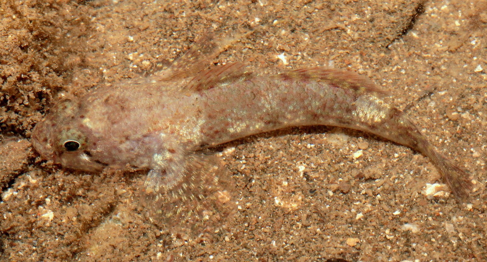 BATHYGOBIUS COCOSENSIS - (BLEEKER, 1854)