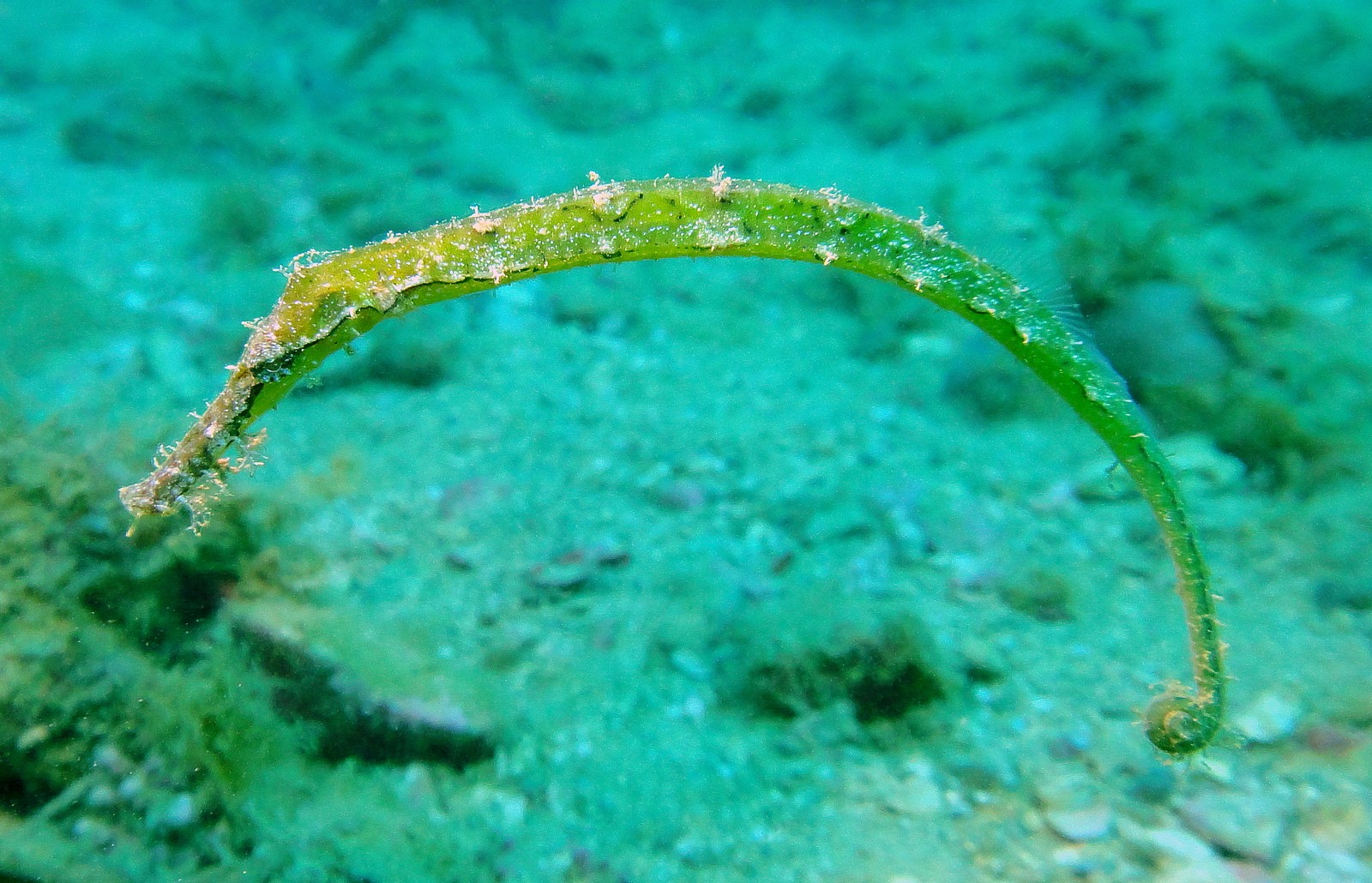 SYNGNATHOIDES BIACULEATUS - (BLOCH, 1785)