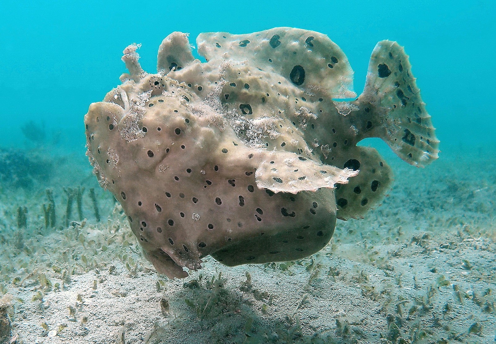 ANTENNARIUS COMMERSON - (LACEPEDE, 1798)