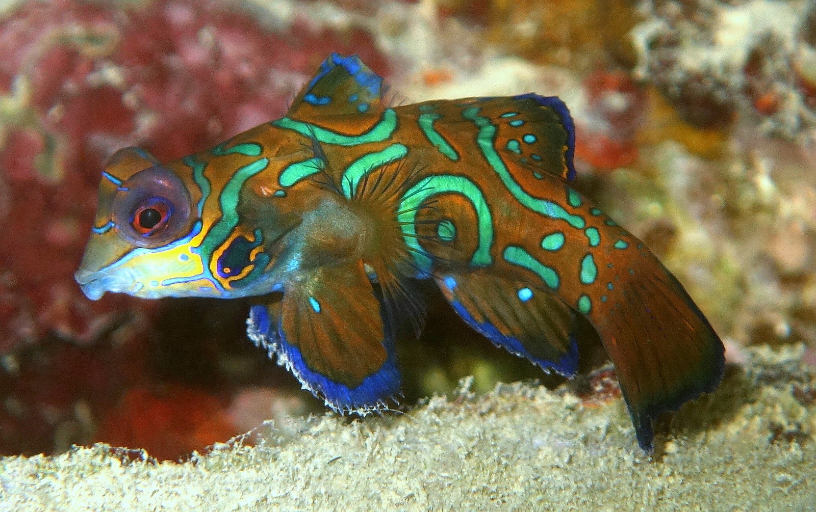 SYNCHIROPUS SPLENDIDUS - (HERRE, 1927)