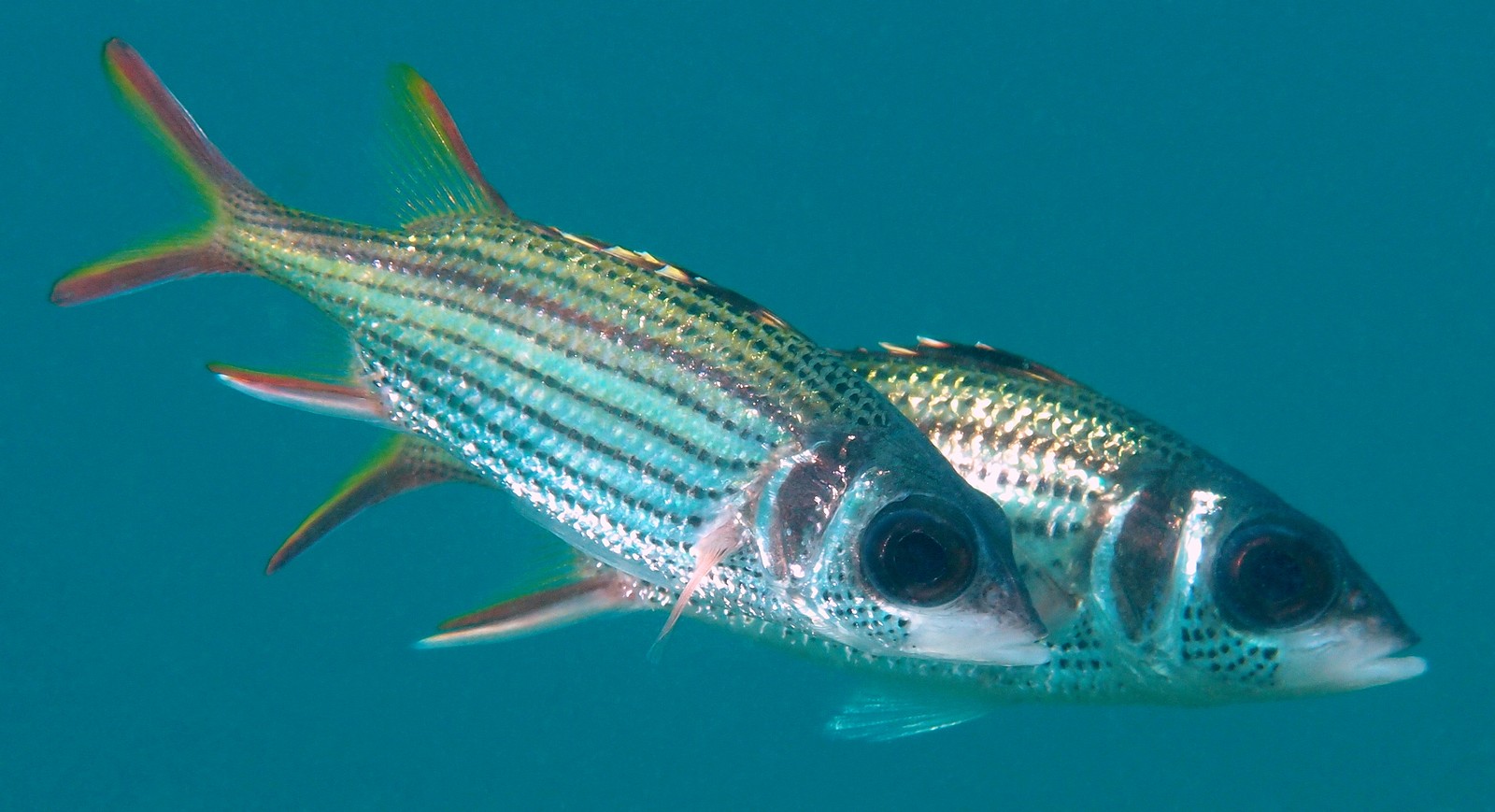 NEONIPHON SAMMARA - (FABRICIUS, 1775)