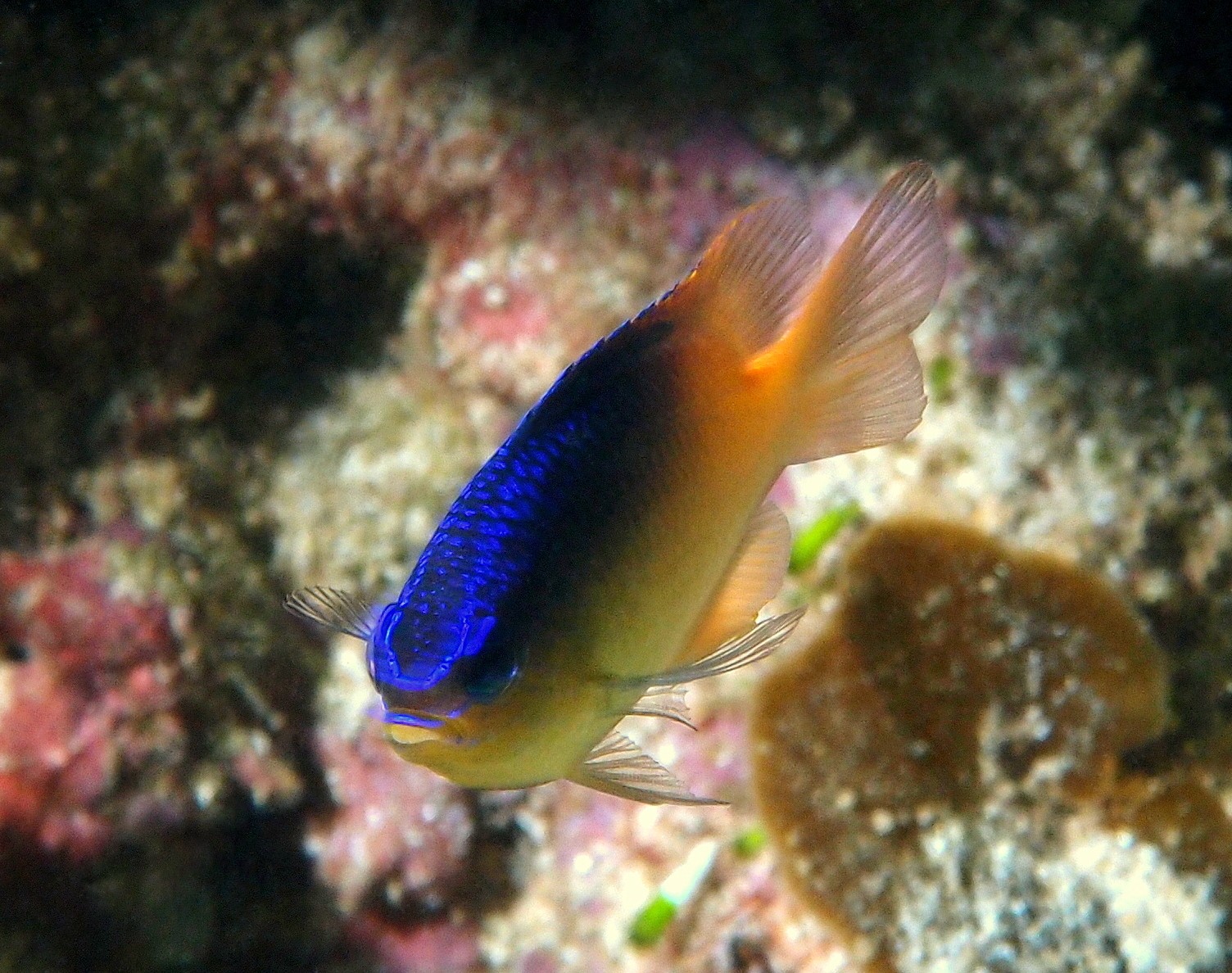 CHRYSIPTERA CAESIFRONS - (ALLEN, ERDMANN & KURNIASIH, 2015)