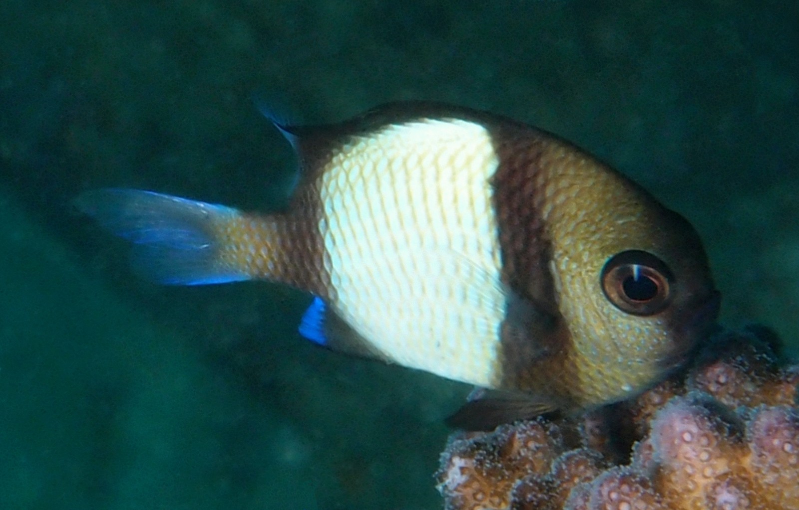 DASCYLLUS RETICULATUS - (RICHARDSON, 1846)