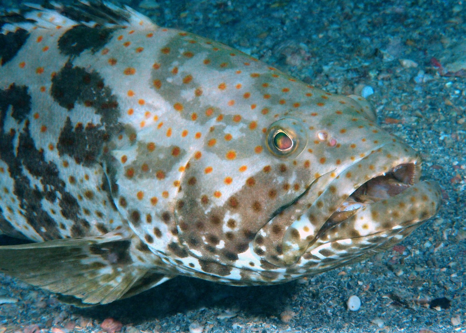 EPINEPHELUS COIOIDES - (HAMILTON, 1822)
