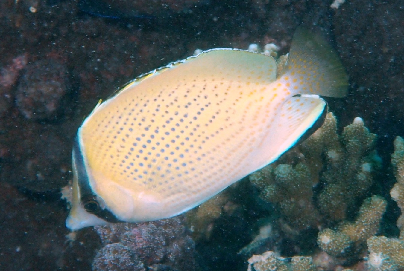 CHAETODON CITRINELLUS - (CUVIER, 1831)