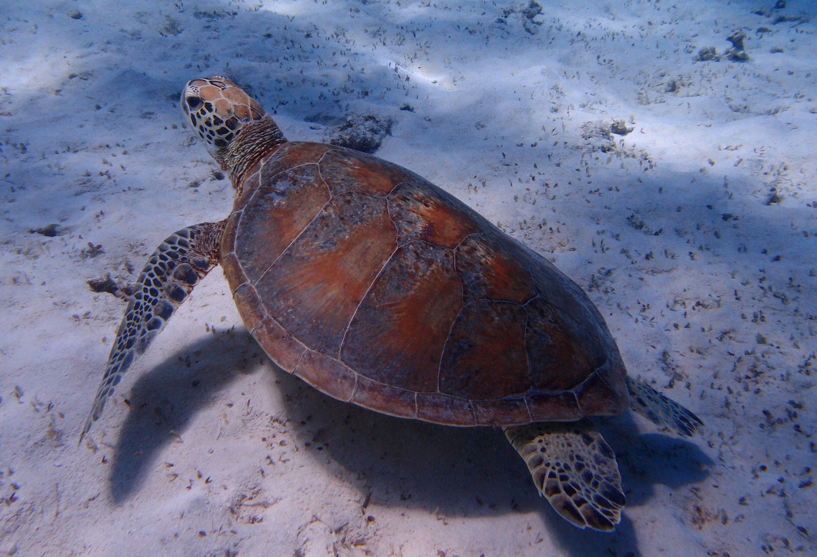 CHELONIA MYDAS - (LINNAEUS, 1758)