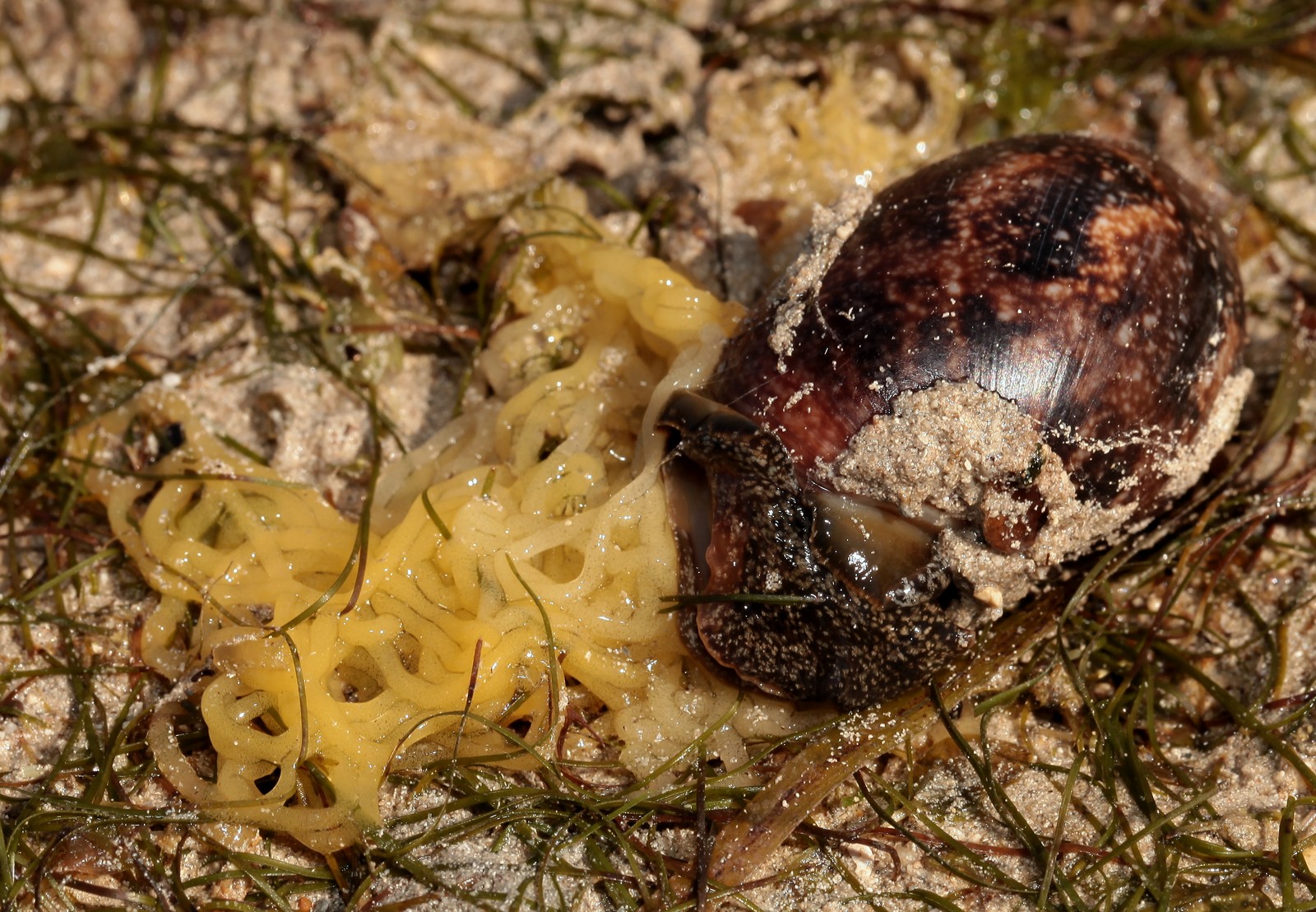 BULLA MABILLEI - (LOCARD, 1897)