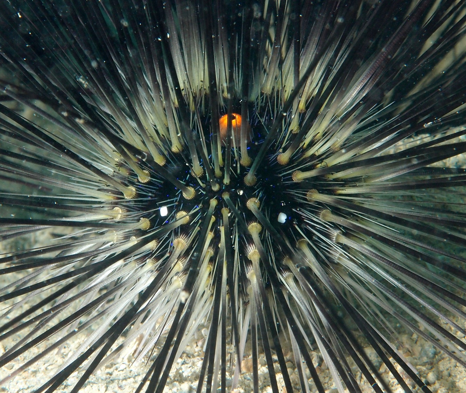 DIADEMA SETOSUM - (LESKE, 1778)