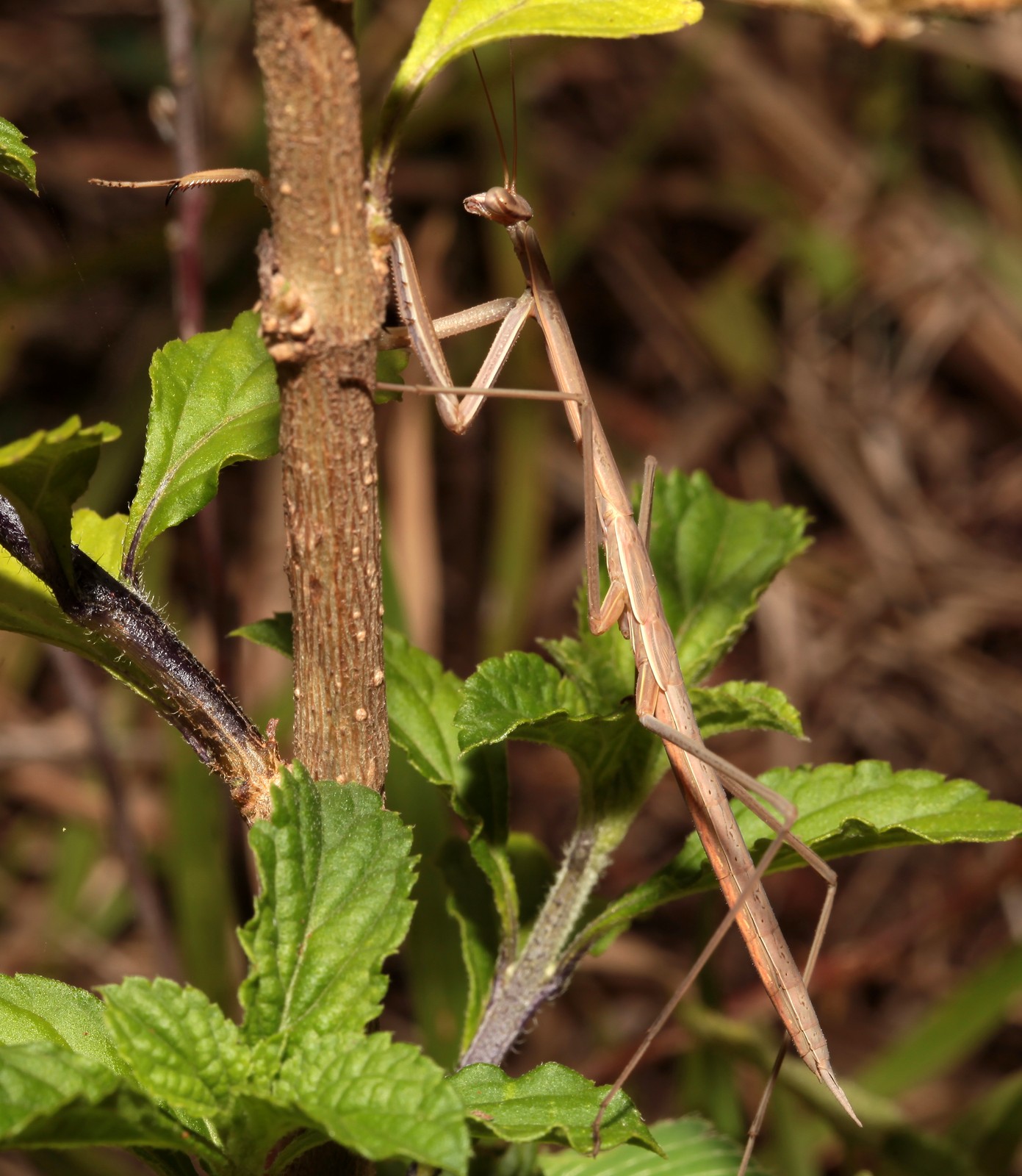 TENODERA COSTALIS - (BLANCHARD, 1853)