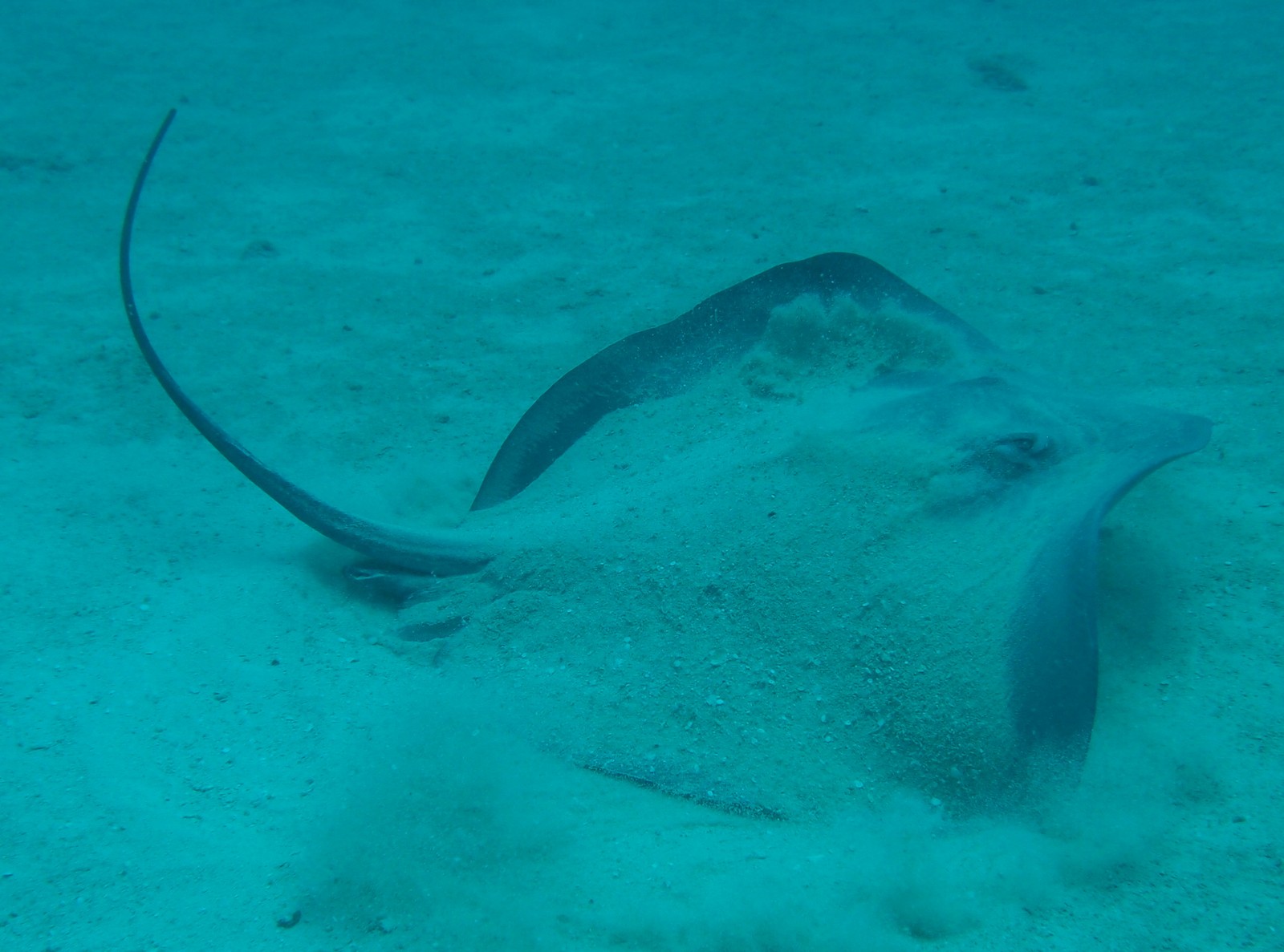 HIMANTURA FAI - (JORDAN & SEALE, 1906)