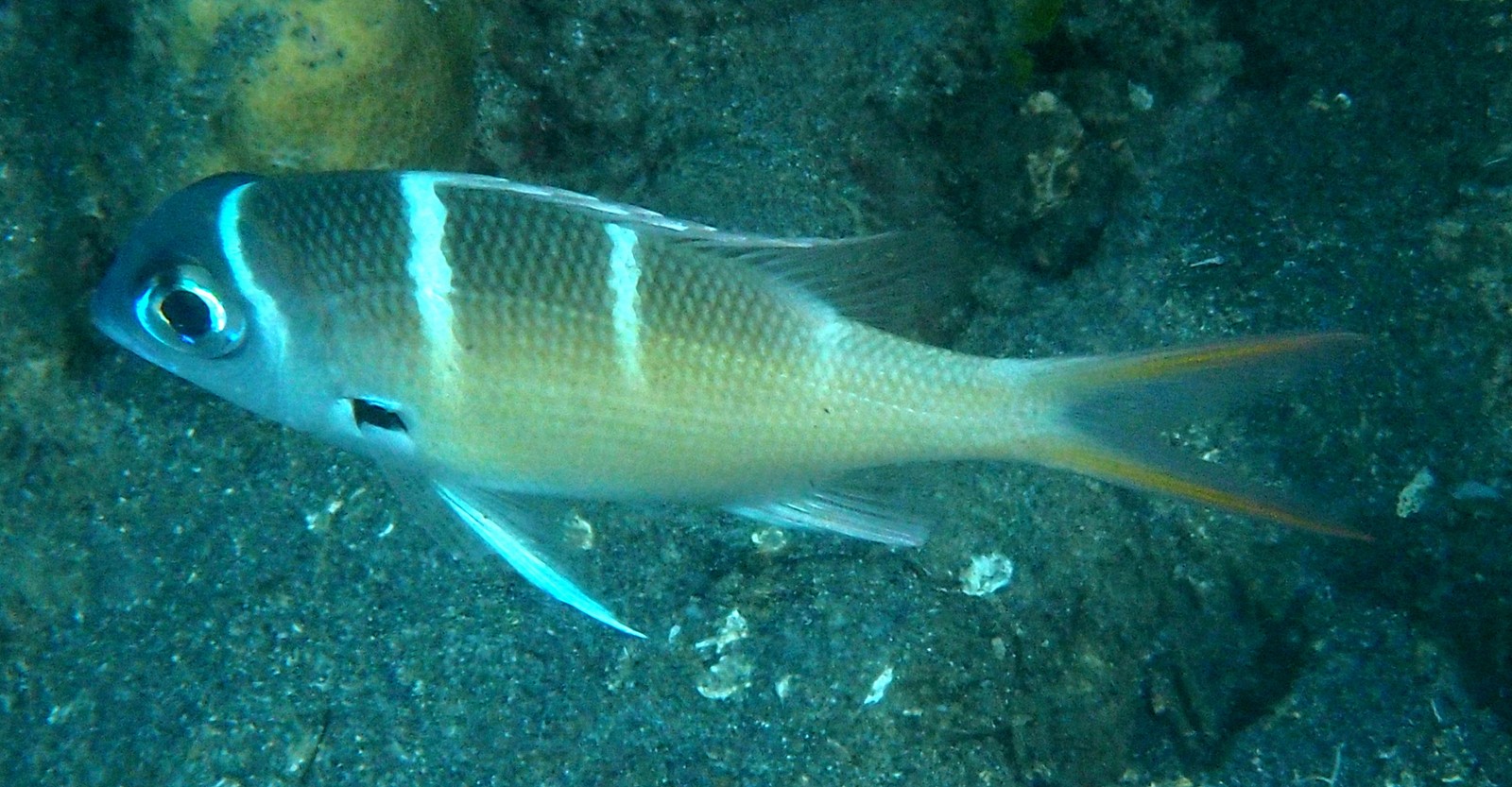 MONOTAXIS HETERODON - (BLEEKER, 1854)