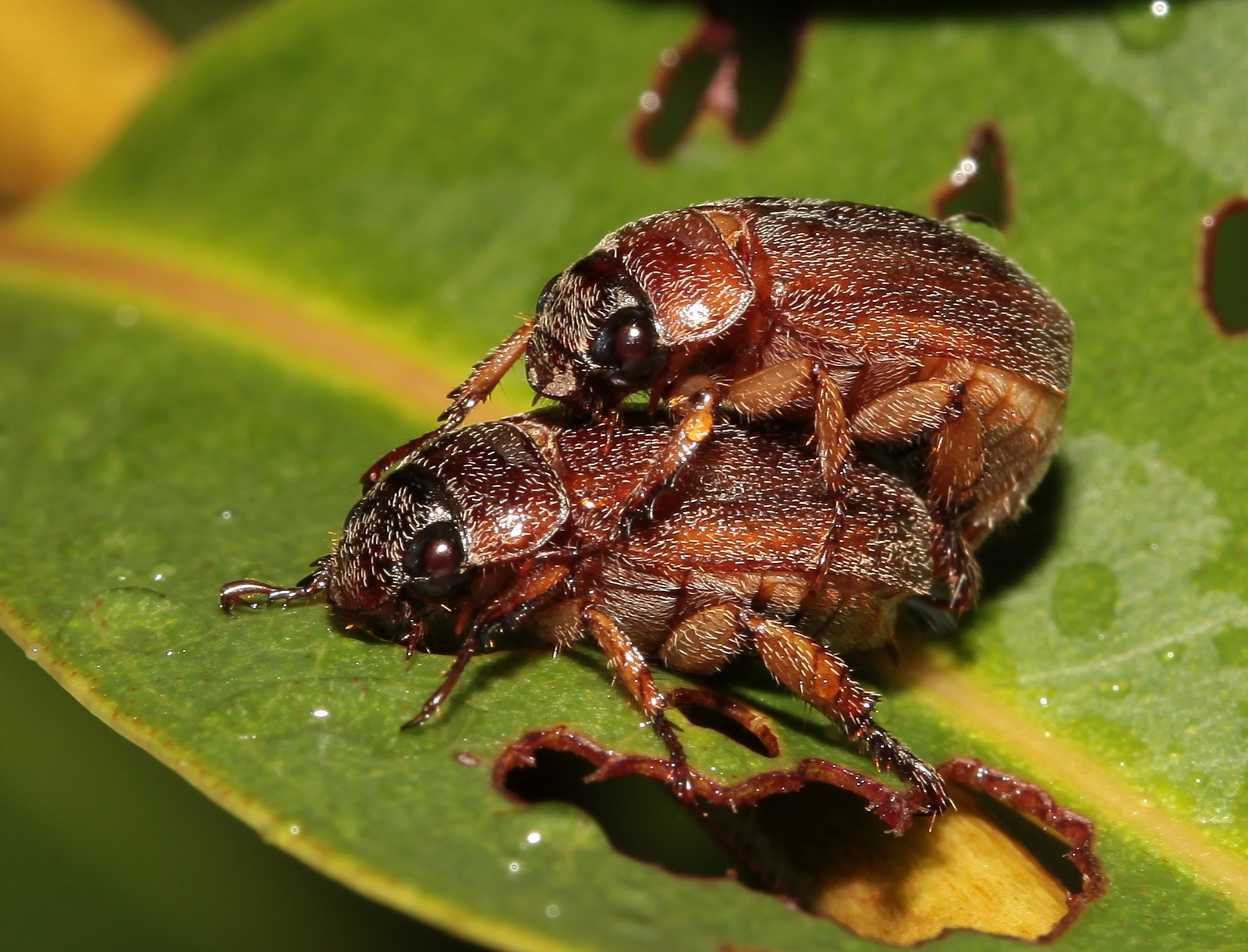 Insectes et papillons de Nouvelle-Calédonie