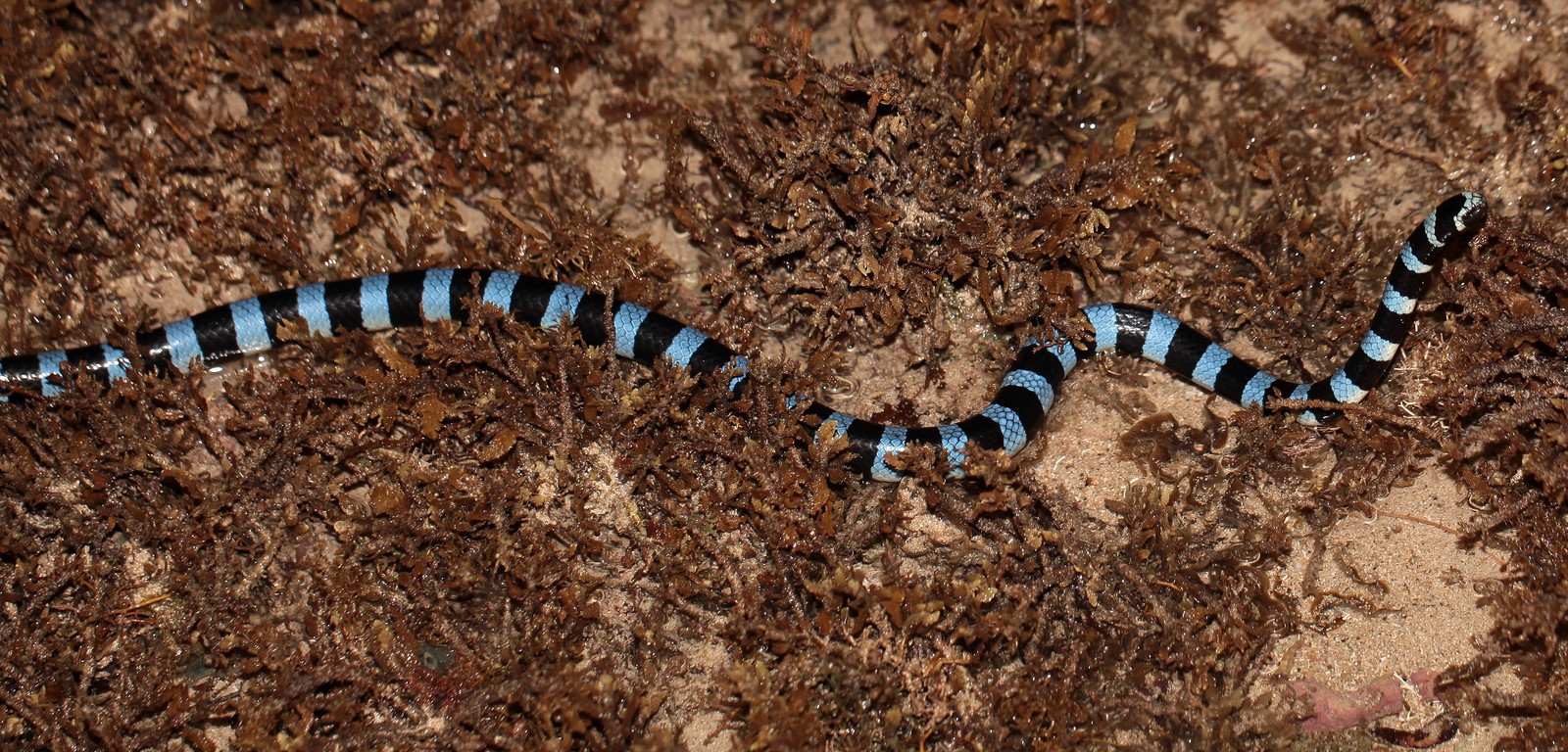 LATICAUDA LATICAUDATA - (LINNAEUS, 1758)