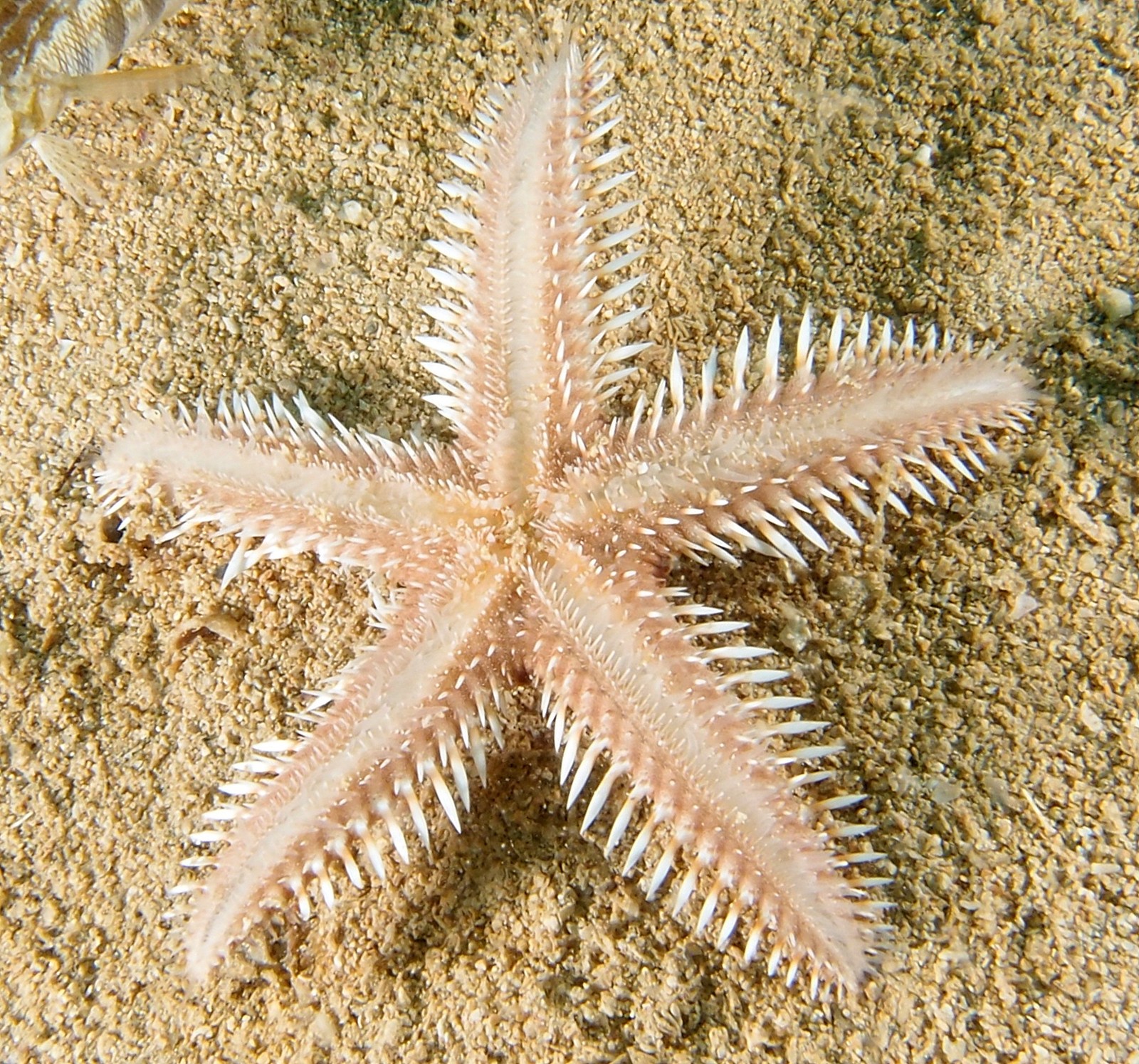 ASTROPECTEN POLYACANTHUS - (MULLER & TROSCHEL, 1842)