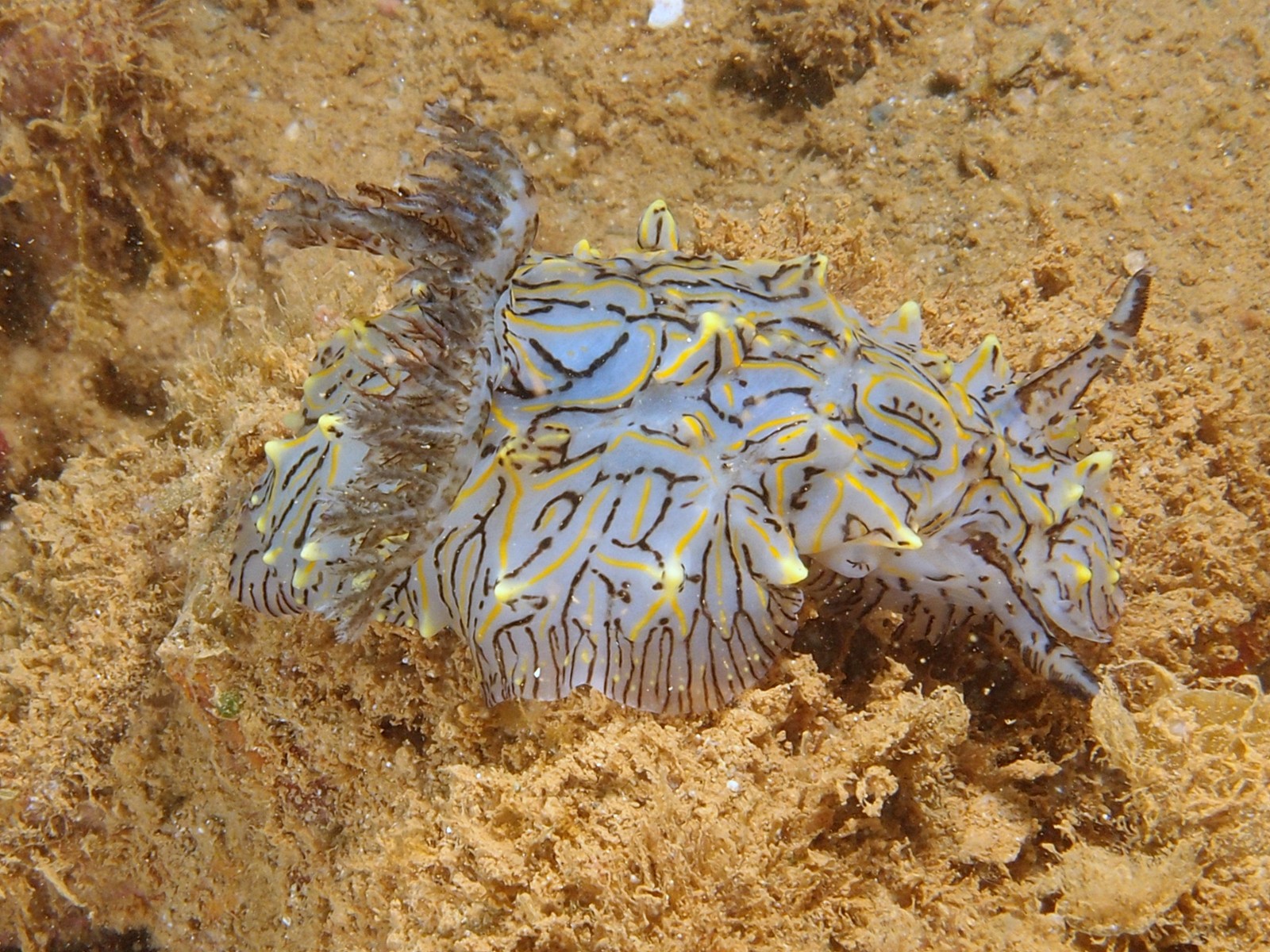 HALGERDA WILLEYI - (ELIOT, 1904)