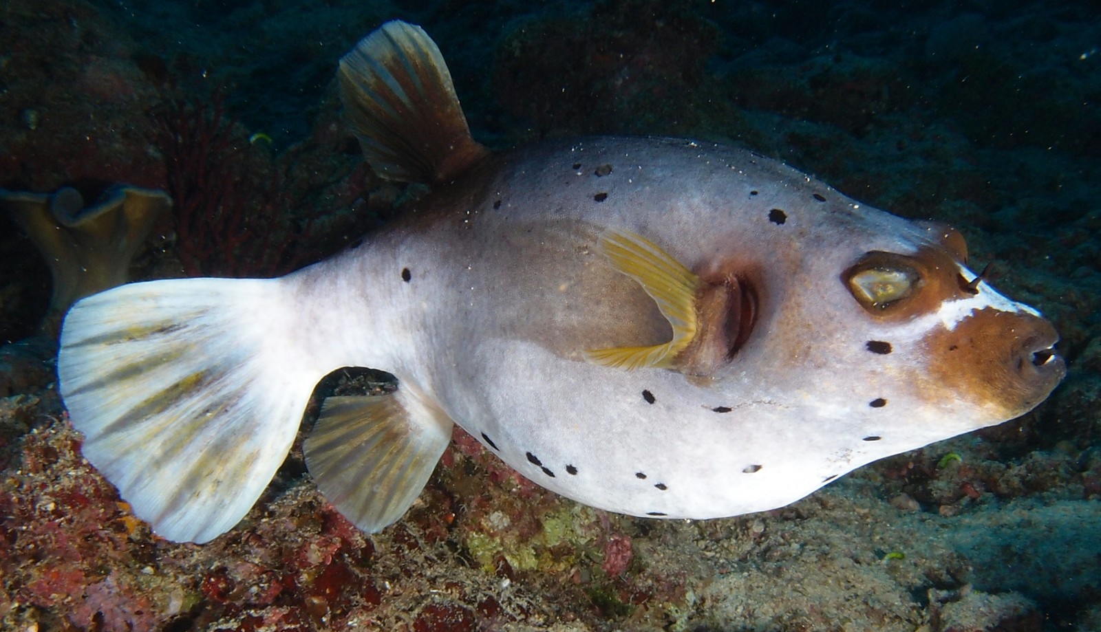 AROTHRON NIGROPUNCTATUS - (BLOCH & SCHNEIDER, 1801)