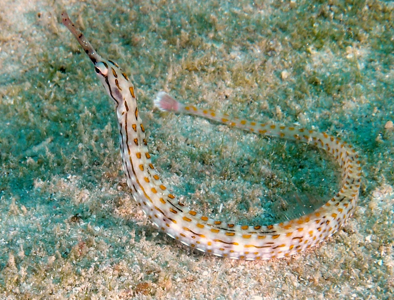 CORYTHOICHTHYS OCELLATUS - (HERALD, 1953)