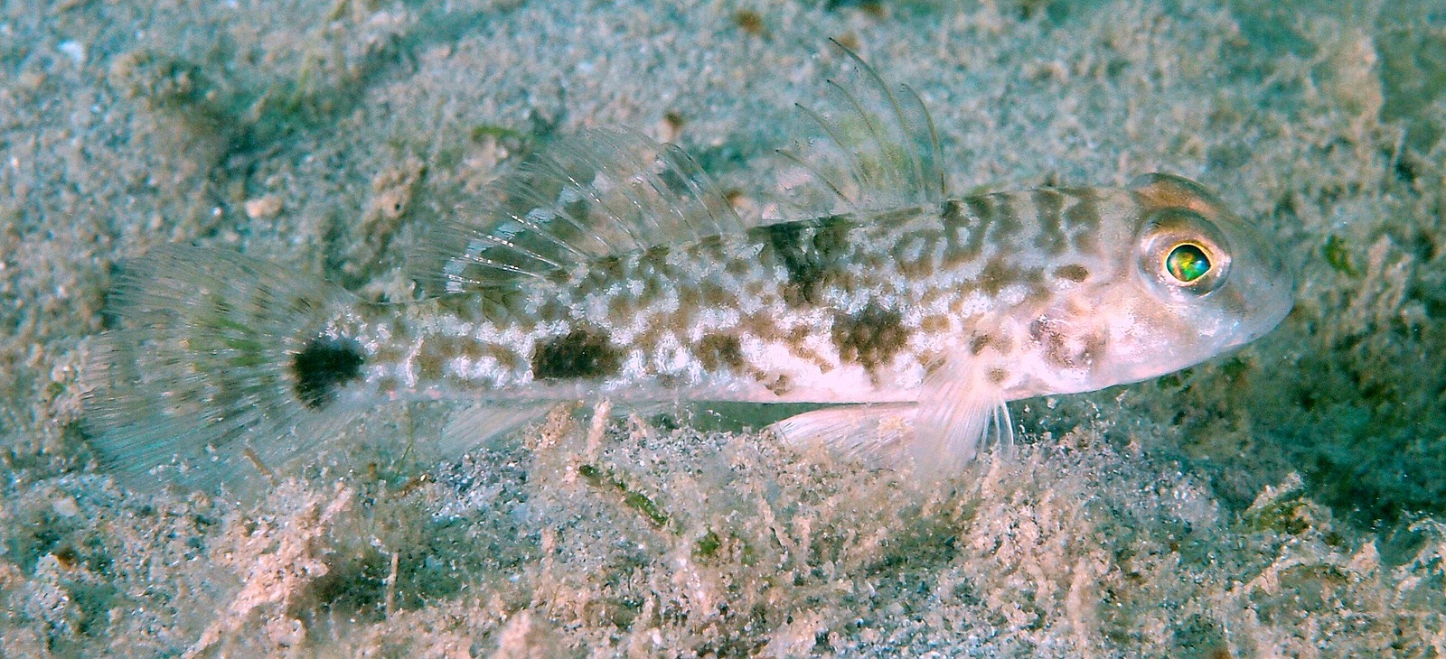 YONGEICHTHYS NEBULOSUS - (FORSSKAL, 1775)