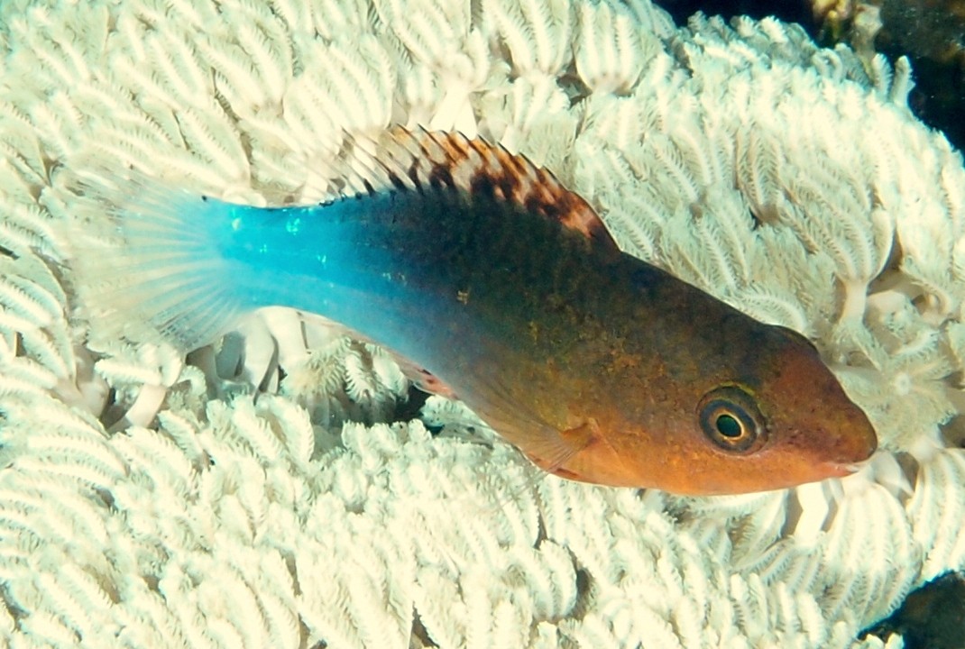 SCARUS FRENATUS - (LACEPEDE, 1802)