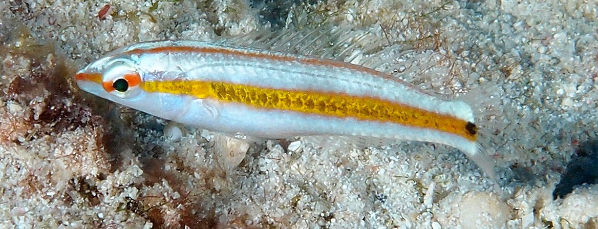 HALICHOERES HARTZFELDII - (BLEEKER, 1852)