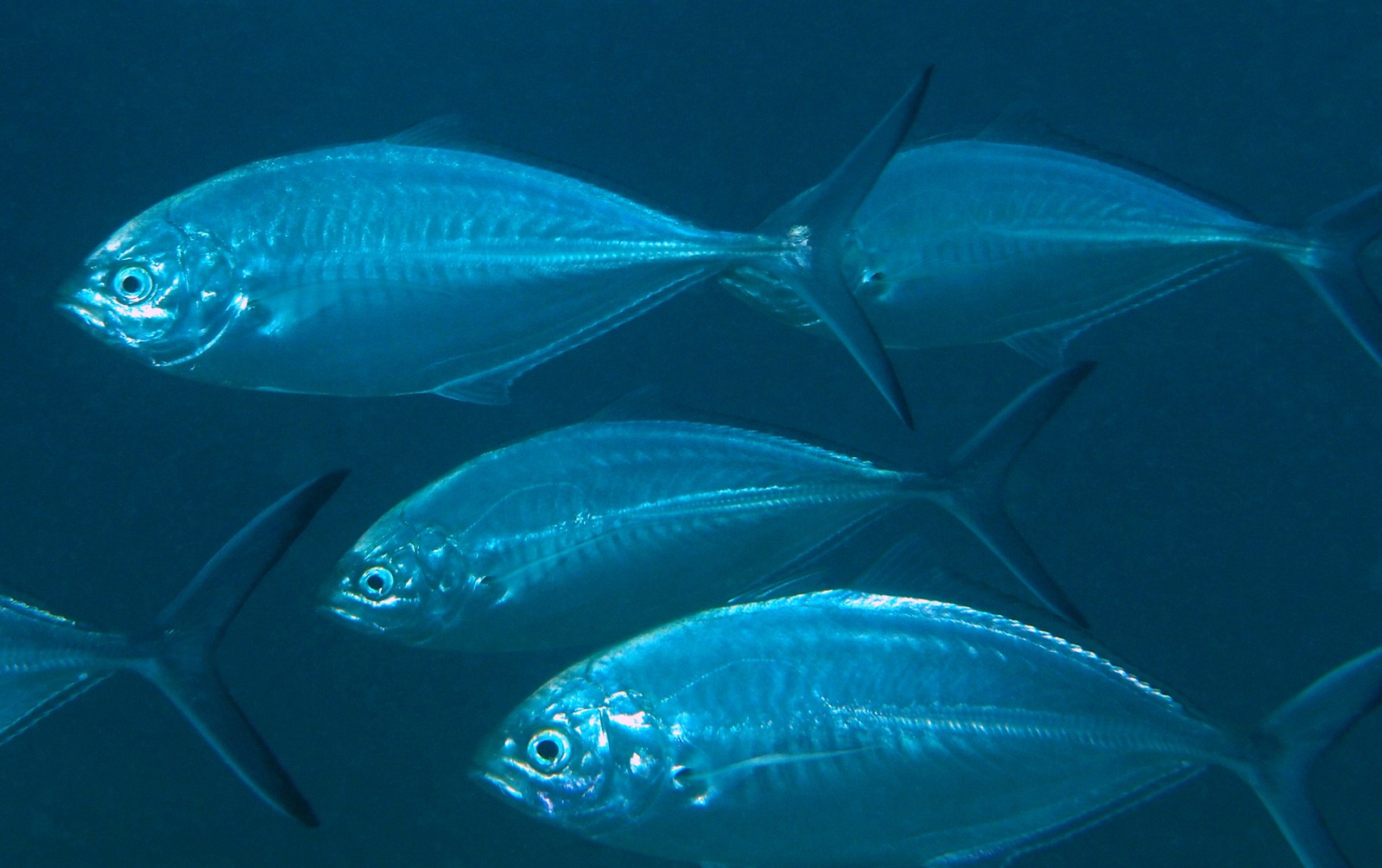 ALEPES VARI - (CUVIER, 1833)