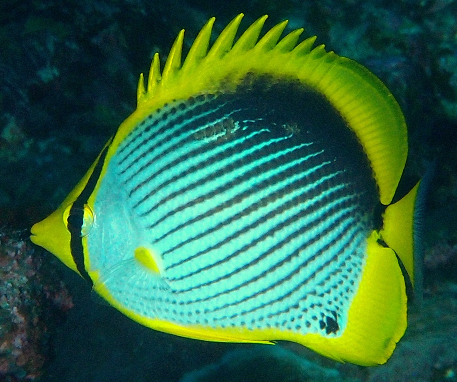 CHAETODON MELANNOTUS - (BLOCH & SCHNEIDER, 1801)