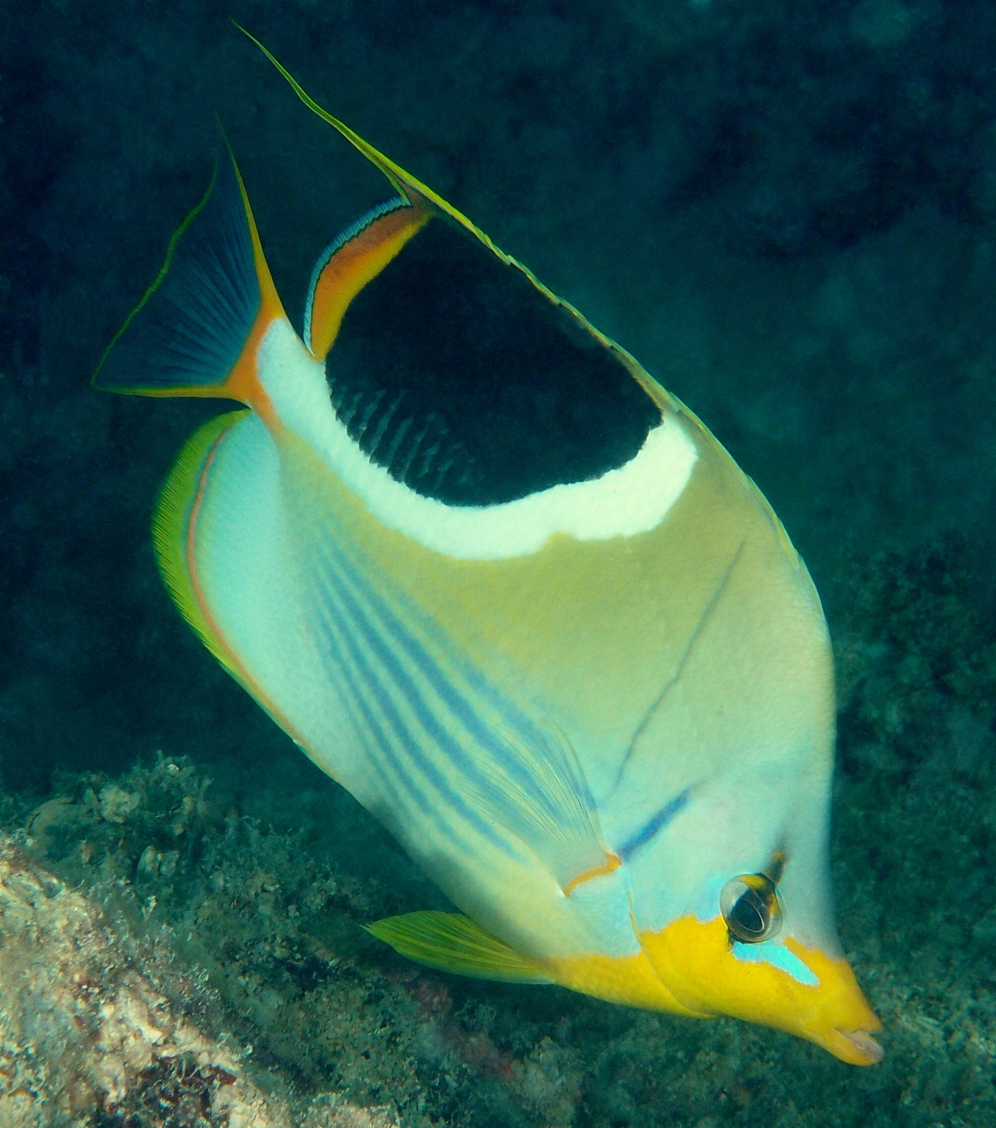 CHAETODON EPHIPPIUM - (CUVIER, 1831)